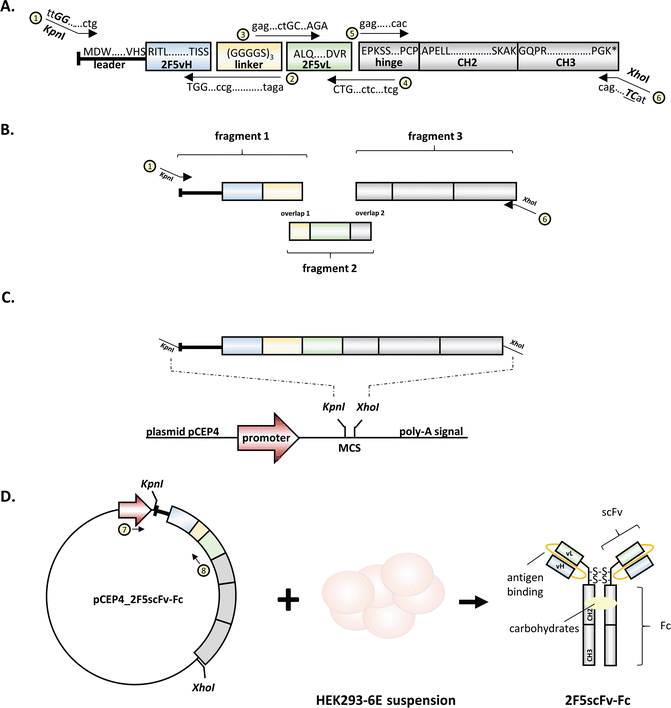 Cloning of Single-Chain Antibody Variants by Overlap-Extension PCR for ...