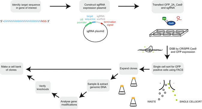 Application of CRISPR/Cas9 Genome Editing to Improve Recombinant ...