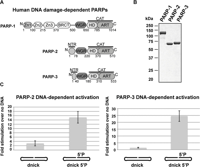 Purification of DNA Damage-Dependent PARPs from E. coli for Structural and Biochemical Analysis ...