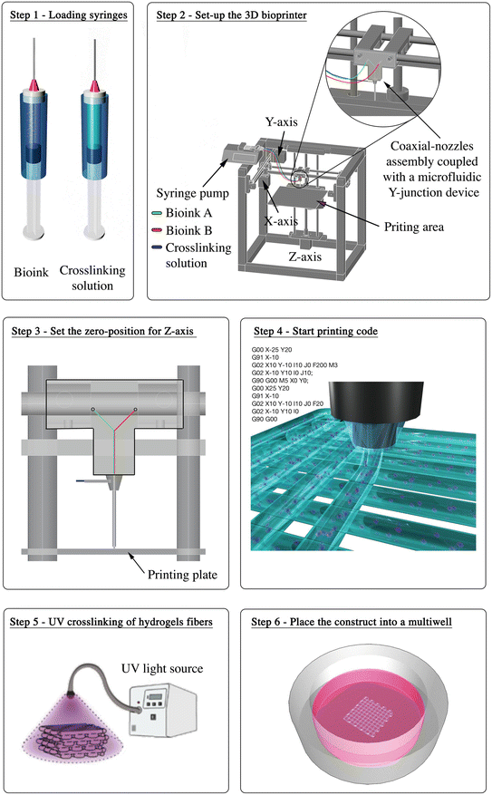 Microfluidic Bioprinting of Heterogeneous 3D Tissue Constructs ...
