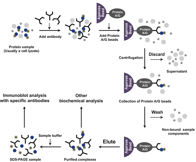 Protein–Protein Interactions: Co-Immunoprecipitation | SpringerLink