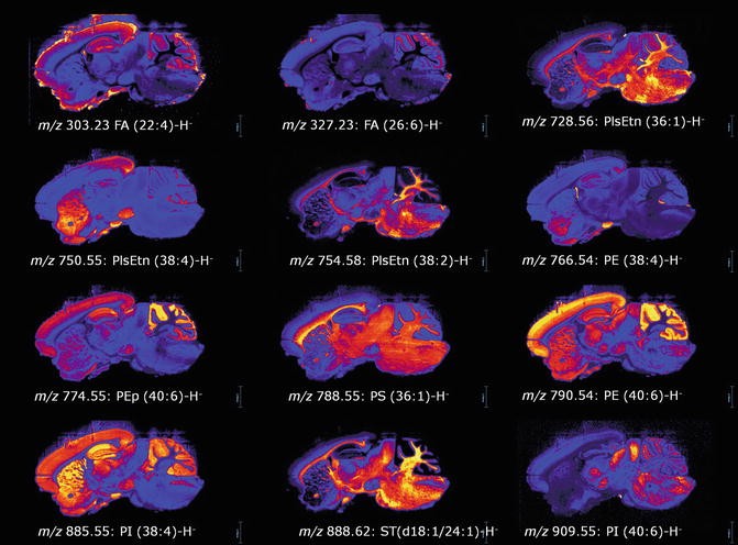 DESI Mass Spectrometry Imaging (MSI) | SpringerLink