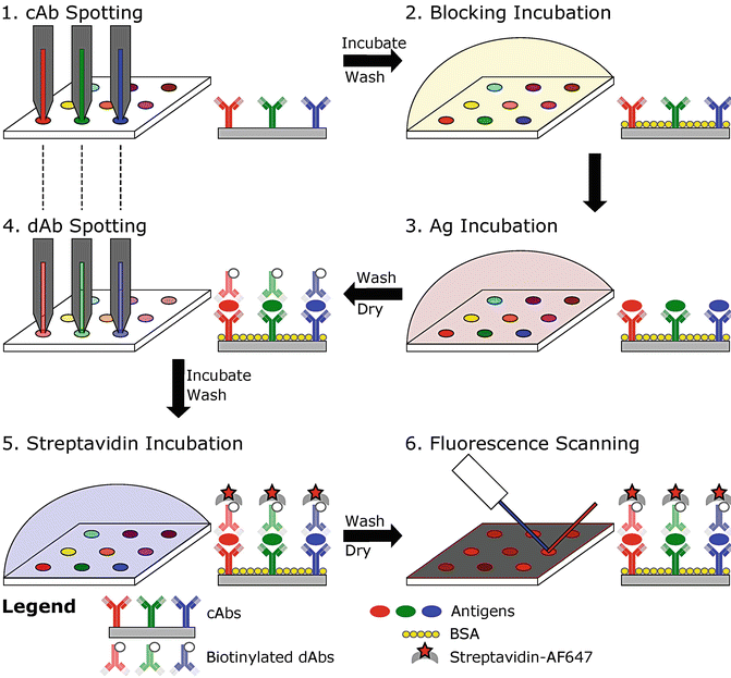 Antibody Colocalization Microarray for Cross-Reactivity-Free Multiplexed Protein Analysis ...