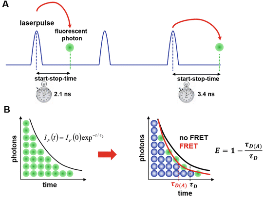 The Use of FRET/FLIM to Study Proteins Interacting with Plant Receptor ...