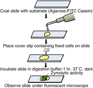 Cell In Situ Zymography: Imaging Enzyme–Substrate Interactions | SpringerLink