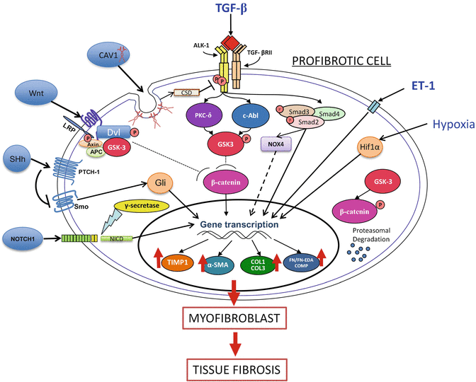 Human Fibrotic Diseases: Current Challenges in Fibrosis Research ...
