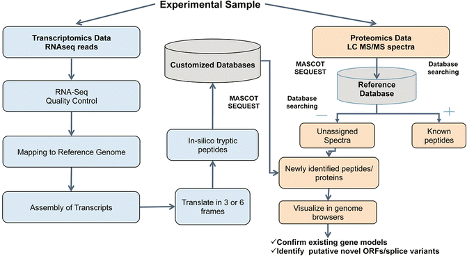 Integration of Transcriptomic and Proteomic Data for Disease Insights ...