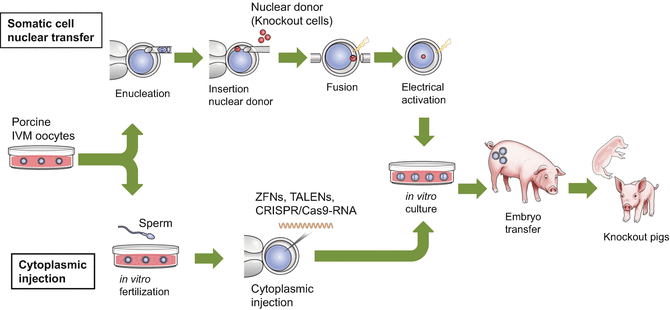 Genome Editing of Pig | SpringerLink