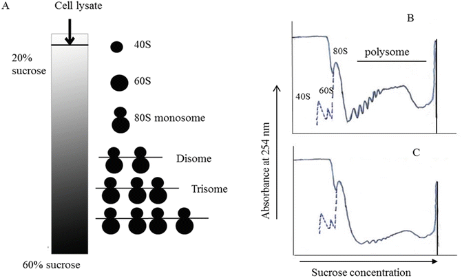 Isolation of Polysomal RNA for Analyzing Stress-Responsive Genes ...