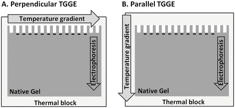 Evaluation of Thermal Stability of RNA Nanoparticles by Temperature ...