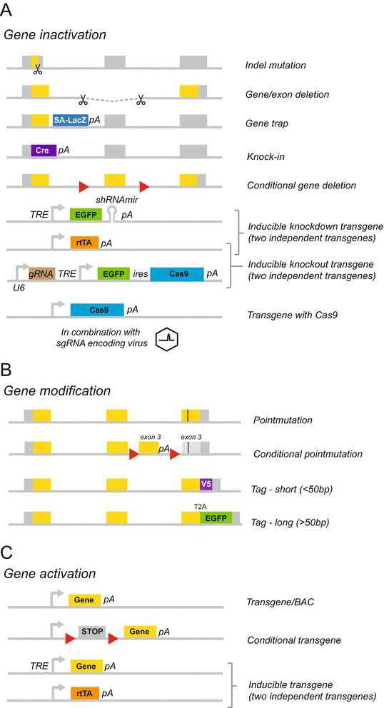 Generating Genetically Modified Mice: A Decision Guide | SpringerLink