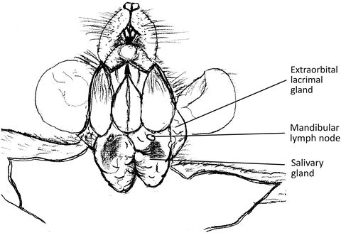 Procedures of Necropsy and Tissue Sampling | SpringerLink