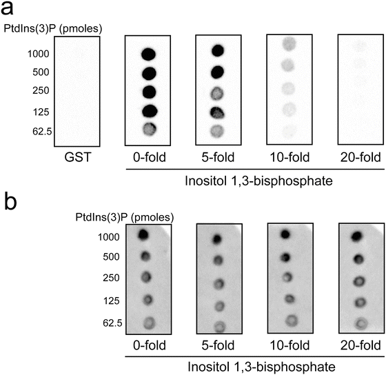 Identification of Lipid Binding Modulators Using the Protein-Lipid ...