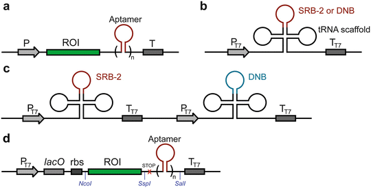 Visualizing RNA in Live Bacterial Cells Using Fluorophore- and Quencher-Binding Aptamers ...