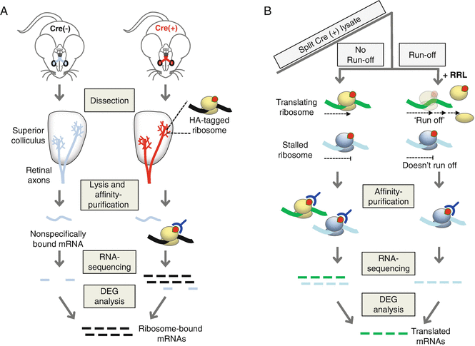 Axon-TRAP-RiboTag: Affinity Purification of Translated mRNAs from ...