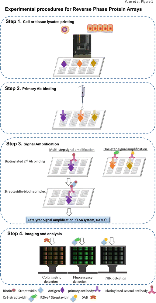 Protein Arrays III Reverse Phase Protein Arrays SpringerLink protein-arrays-iii-reverse-phase-protein-arrays-springerlink