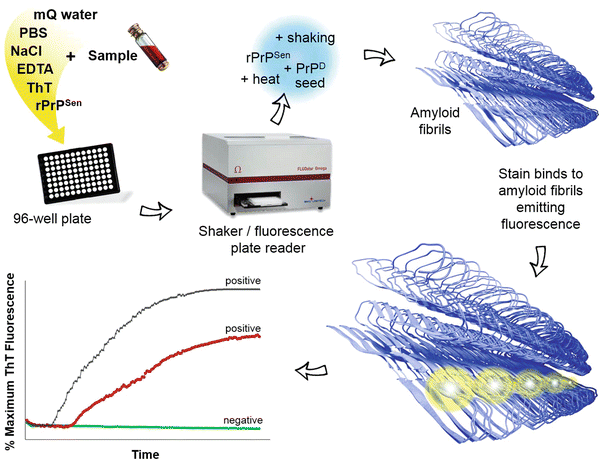 RT-QuIC Assays for Prion Disease Detection and Diagnostics | SpringerLink