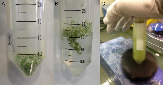 Isolation of Arabidopsis Pollen, Sperm Cells, and Vegetative Nuclei by ...