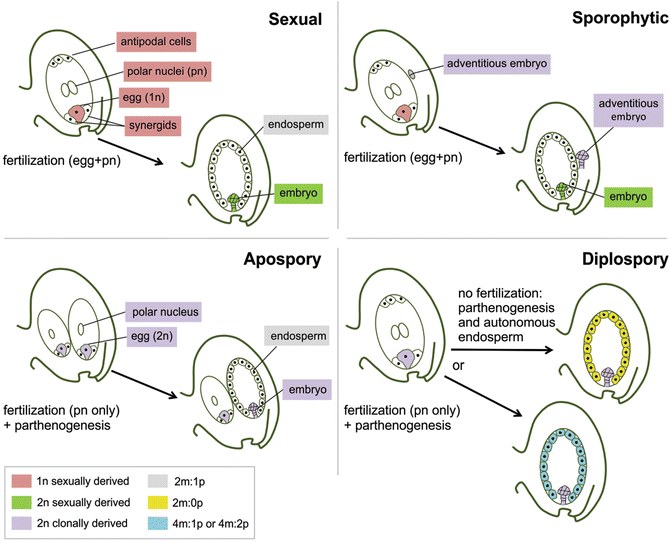 Apomixis: Engineering the Ability to Harness Hybrid Vigor in Crop ...