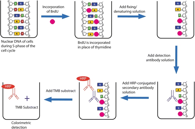 Polyester-Based Nanoparticles for the Encapsulation of Monoclonal ...
