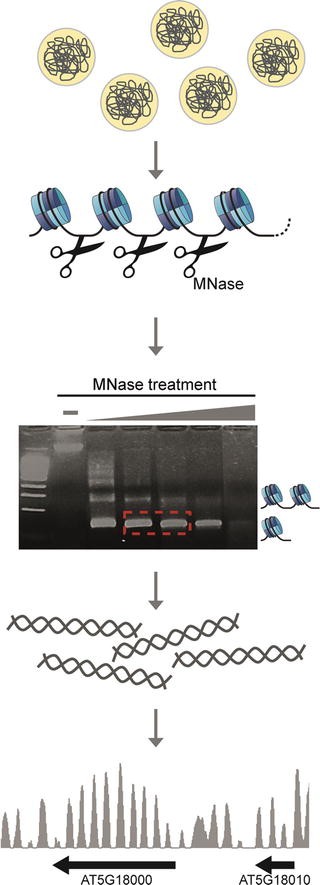 Profiling Nucleosome Occupancy by MNase-seq: Experimental Protocol and ...