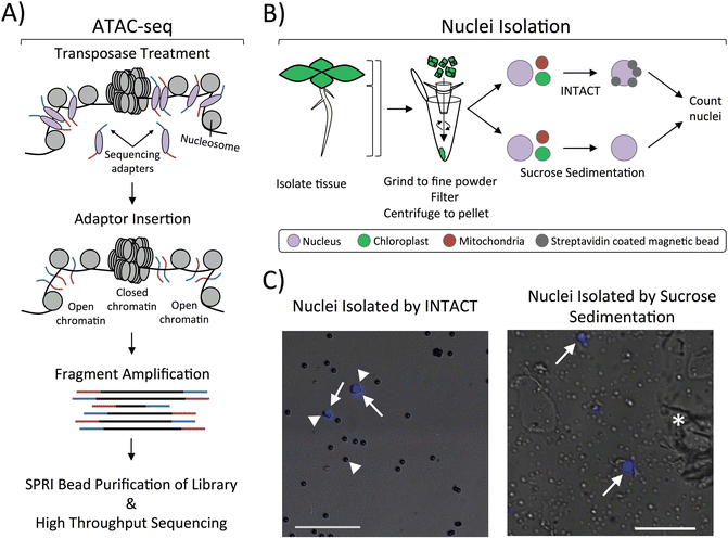 Identification of Open Chromatin Regions in Plant Genomes Using ATAC-Seq | SpringerLink