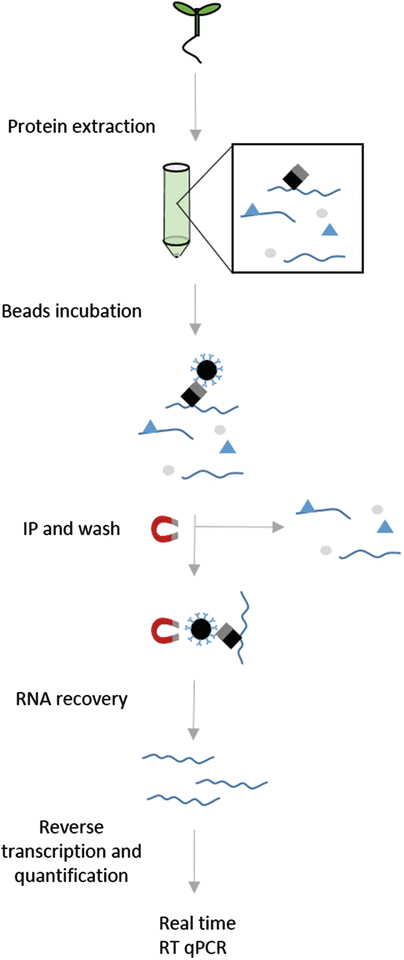 RNA Immunoprecipitation Protocol to Identify Protein–RNA Interactions ...
