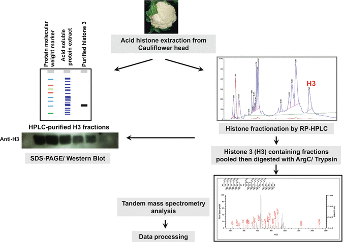 Mapping of Histone Modifications in Plants by Tandem Mass Spectrometry ...