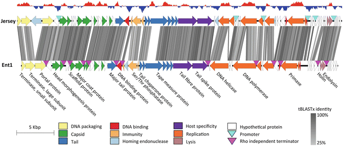 Visualization of Phage Genomic Data: Comparative Genomics and Publication-Quality Diagrams ...