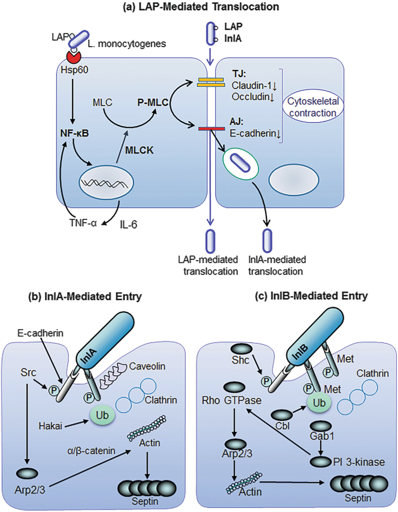 Listeria monocytogenes | SpringerLink