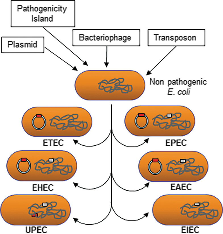 Escherichia coli | SpringerLink