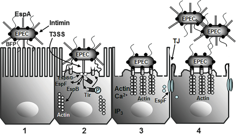 Escherichia coli | SpringerLink