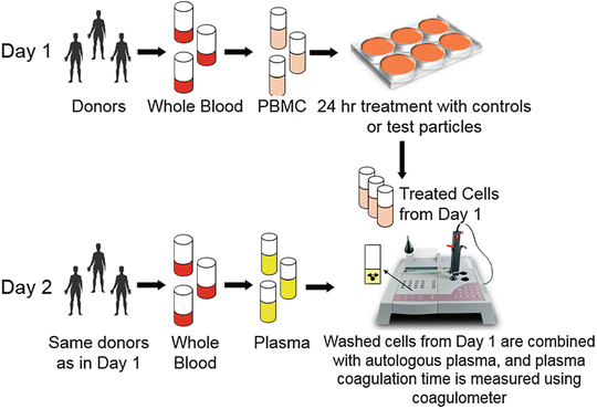 In Vitro Assessment of Nanoparticle Effects on Blood Coagulation ...