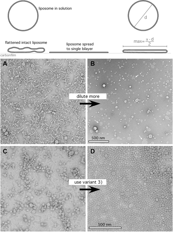 Imaging of Liposomes by Transmission Electron Microscopy | SpringerLink