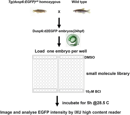 High-Throughput Automated Chemical Screens in Zebrafish | SpringerLink