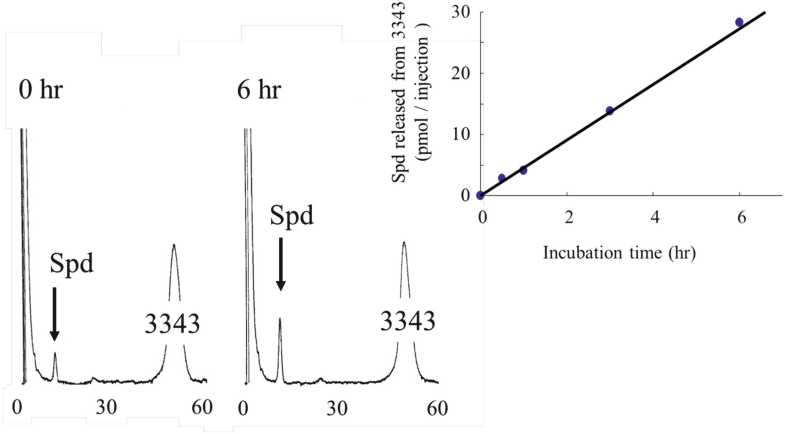 Pentamine as a Substrate for Measuring Spermine Oxidase Activity ...