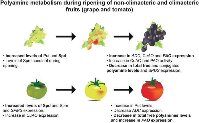 Polyamine Metabolism in Climacteric and Non-Climacteric Fruit Ripening ...