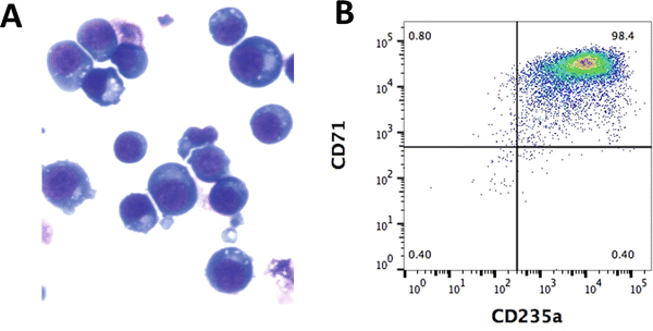 Growing and Genetically Manipulating Human Umbilical Cord Blood-Derived ...
