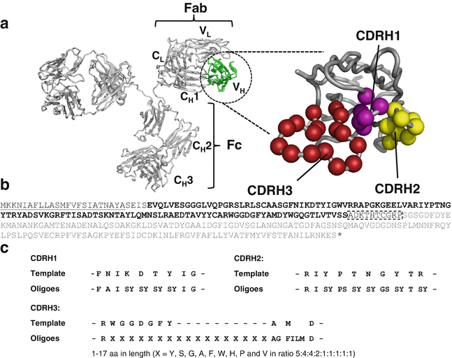 Construction of Synthetic Antibody Phage-Display Libraries | SpringerLink