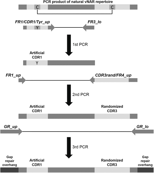 Generation of Semi-Synthetic Shark IgNAR Single-Domain Antibody ...