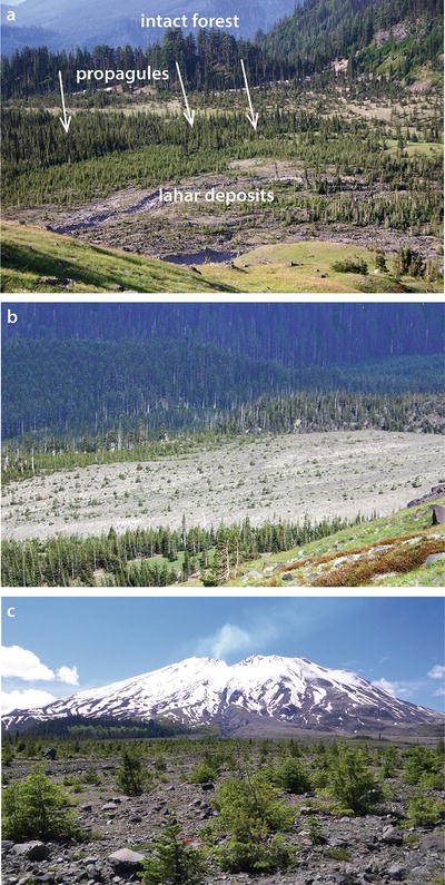 Primary Succession on Mount St. Helens: Rates, Determinism, and ...