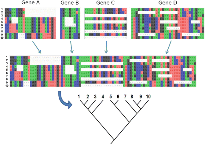 Phylogenomics | SpringerLink