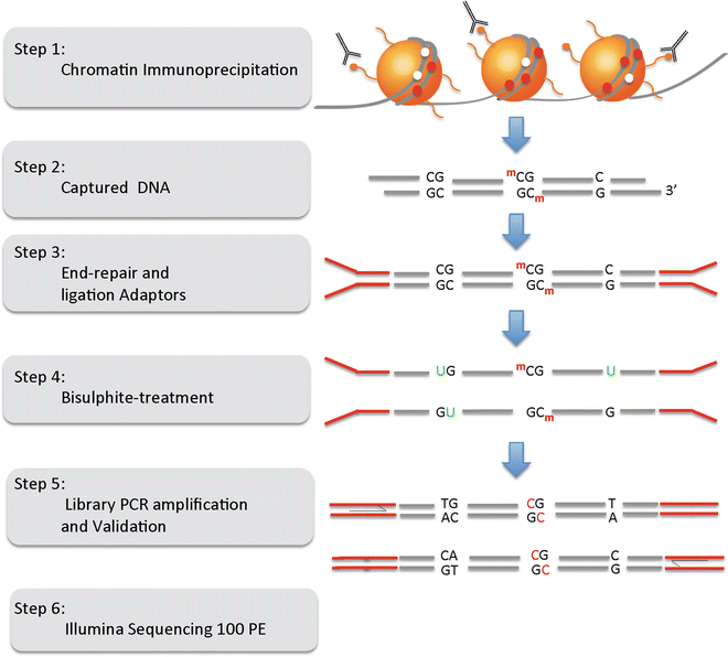 Bisulphite Sequencing of Chromatin Immunoprecipitated DNA (BisChIP-seq ...