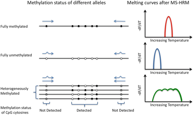 Methylation-Sensitive High Resolution Melting (MS-HRM) | SpringerLink