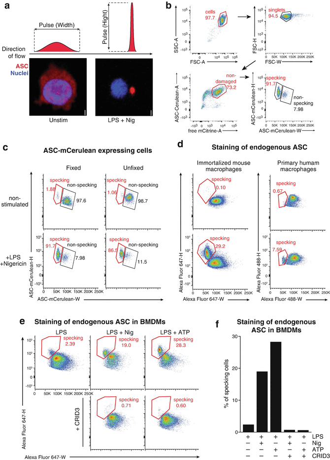 Detection of ASC Speck Formation by Flow Cytometry and Chemical Cross ...