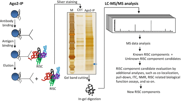 Identifying RISC Components Using Ago2 Immunoprecipitation and Mass ...