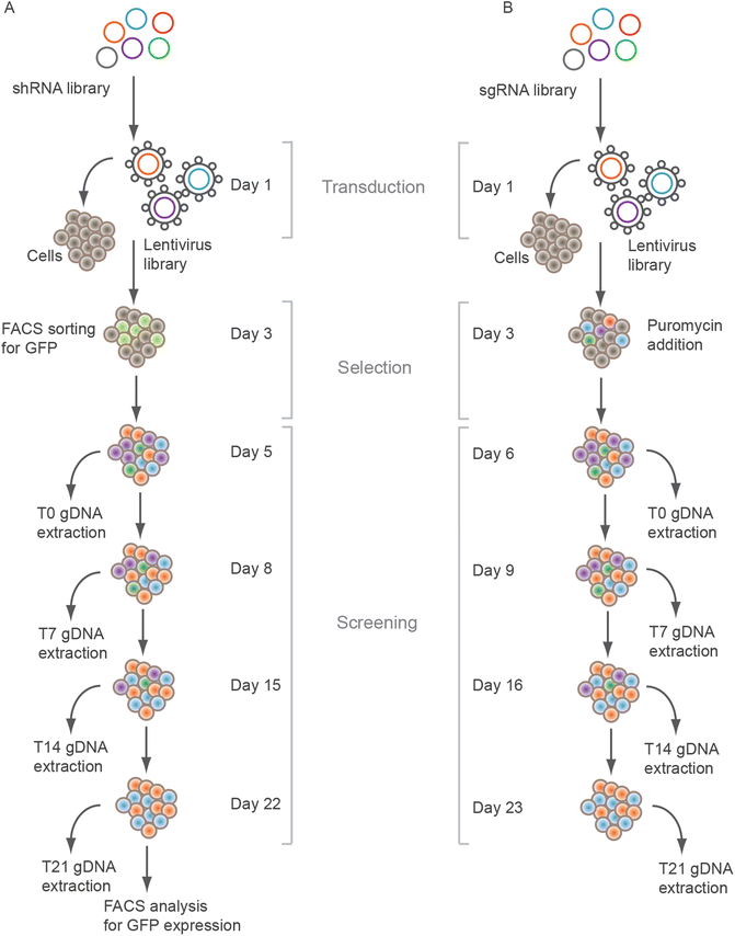 A Comprehensive Protocol Resource for Performing Pooled shRNA and ...