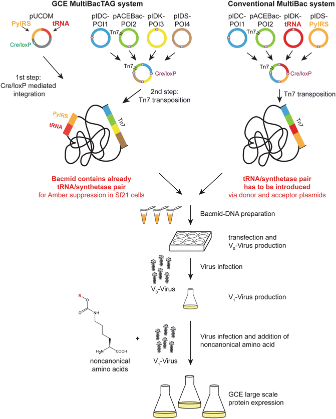 MultiBacTAG-Genetic Code Expansion Using the Baculovirus Expression ...