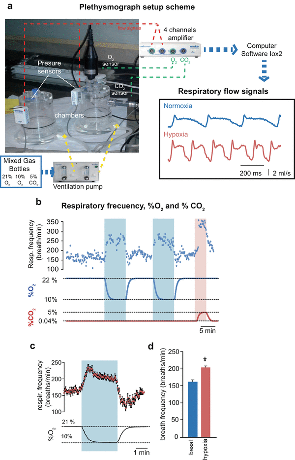 Testing Acute Oxygen Sensing in Genetically Modified Mice ...