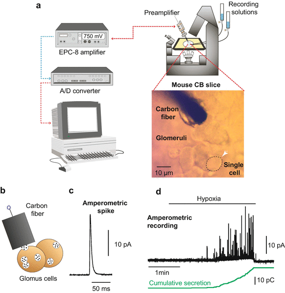 Testing Acute Oxygen Sensing in Genetically Modified Mice ...